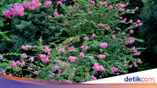 7 Pohon yang Cocok Ditanam di Halaman Rumah sebagai Penghijau dan Peneduh