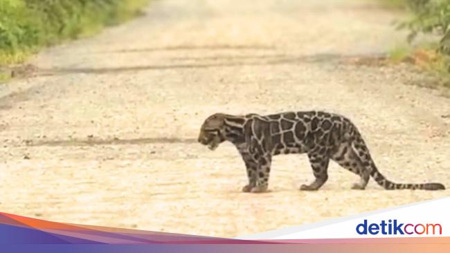 Macan Dahan Turun ke Jalan di Tanah Tidung, Apa Penyebabnya?