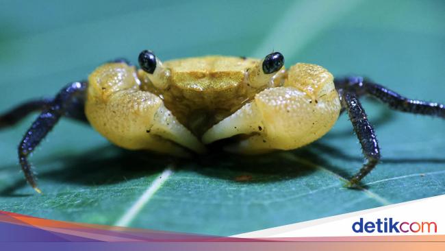 Spesies Baru Kepiting Vampir Ditemukan di Malaysia, 'Seseram' Apa?
