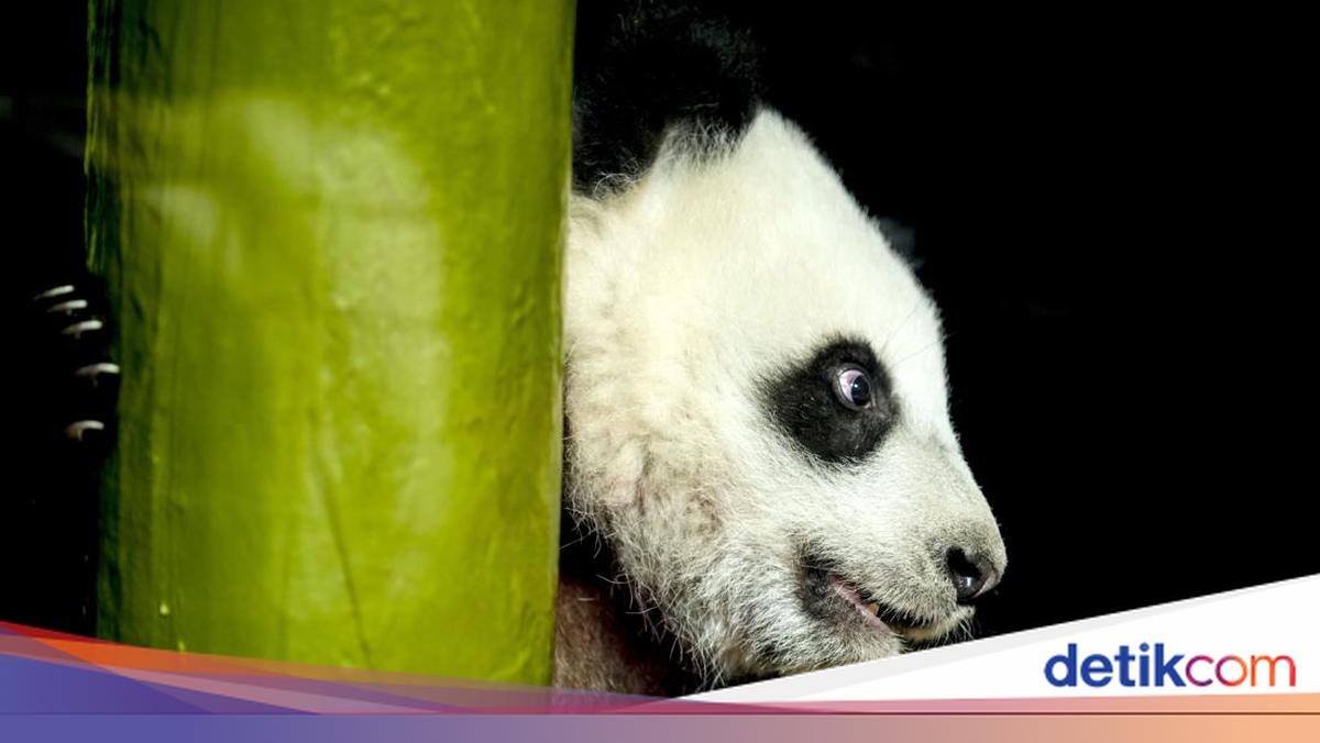 Jepang 'Steril' Panda, Pawang pun Cosplay dan Masuk Kandang