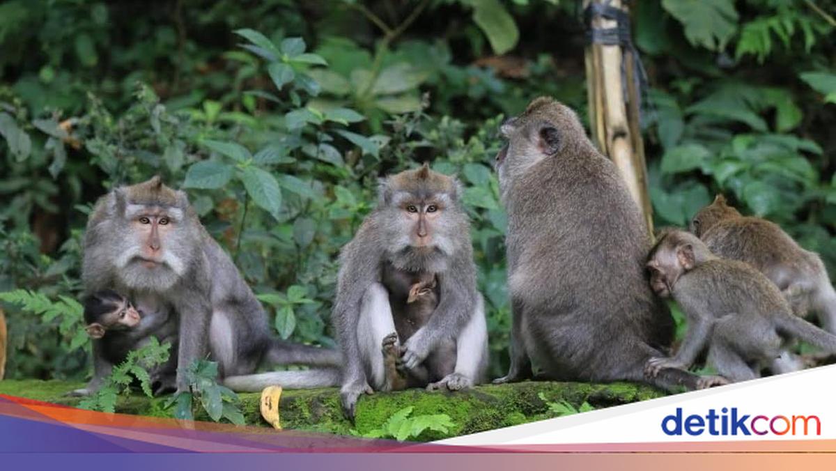 Anak Turis Digigit Monyet di Ubud, Ibunya Bayar Suntikan Rabies Rp 69 Juta