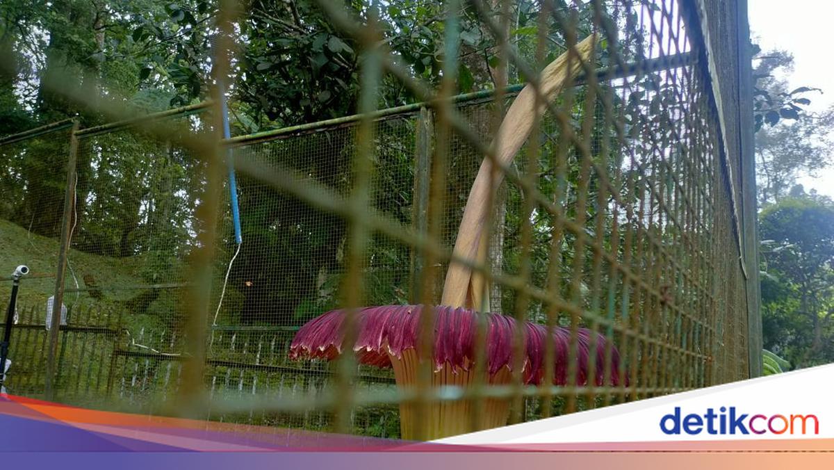 Bunga Bangkai Raksasa di Kebun Raya Cibodas Mekar di Lebaran Ini