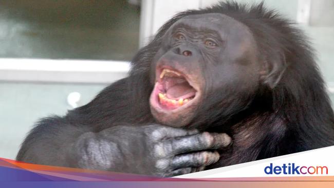 Selamat Tinggal, Kanzi, Bonobo yang Mengerti Bahasa Manusia Itu, Mati