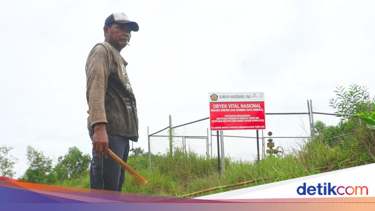 Cerita Solikin Cari Kroto Sembari Jaga Keseimbangan Alam di Tarakan