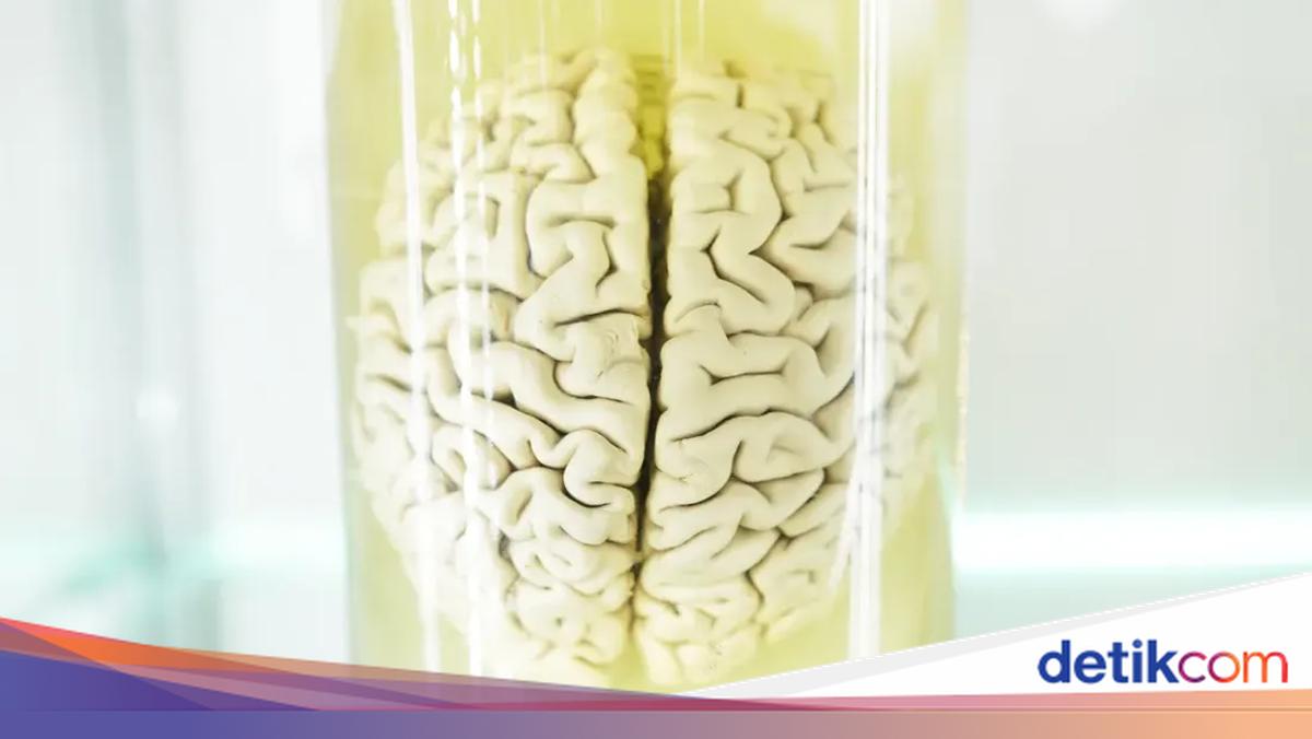 Otak Babi Bisa Bertahan Hidup 5 Jam di Luar Tubuhnya