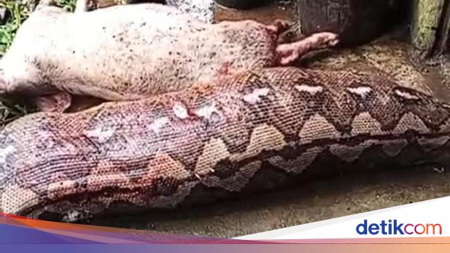 Ular Piton 6,5 Meter Telan 3 Babi di Sulawesi, Ini Penampakannya