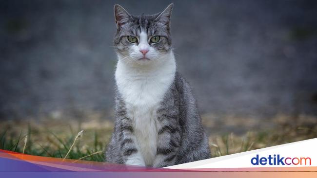 17 Bau yang Tidak Disukai Kucing, Cara Efektif untuk Mengusir Tanpa Melukai
