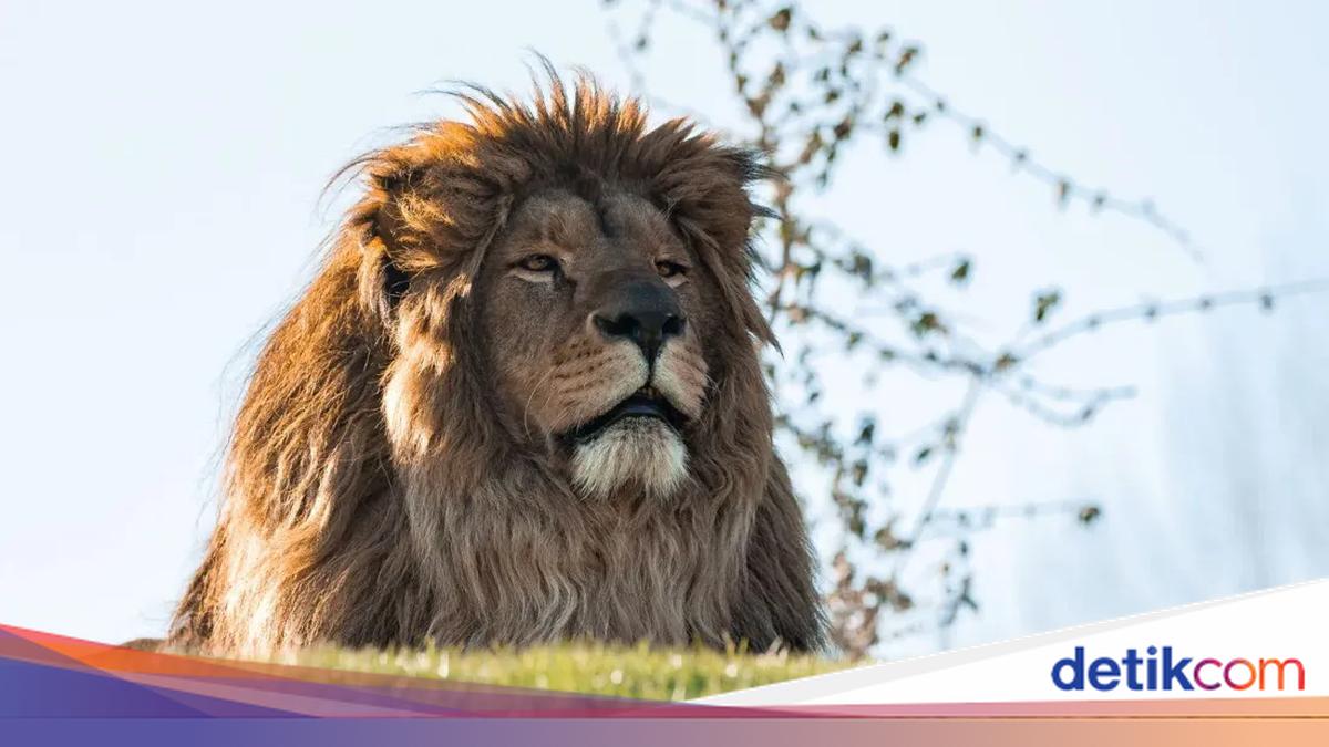 Studi: Satwa Liar Lebih Takut Kepada Manusia daripada Singa