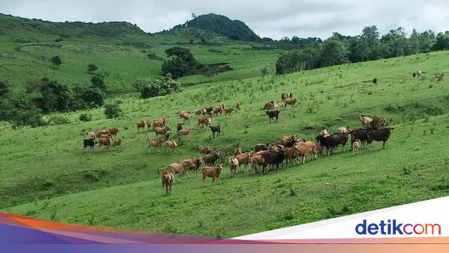 Fulan Fehan: Surga Sabana di Timur Indonesia