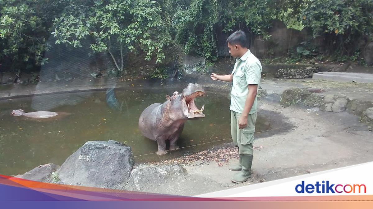 Membahayakan! Pengunjung Taman Safari Prigen Turun Motret di Area Terlarang