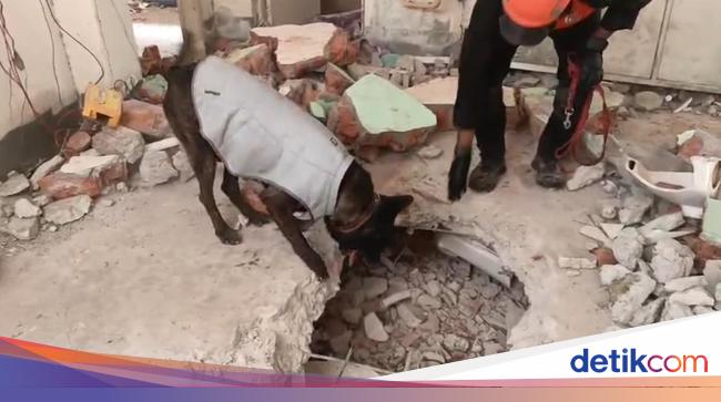 'Walet' K9 Polri yang Ikut Temukan 3 Korban Tewas Gempa Myanmar