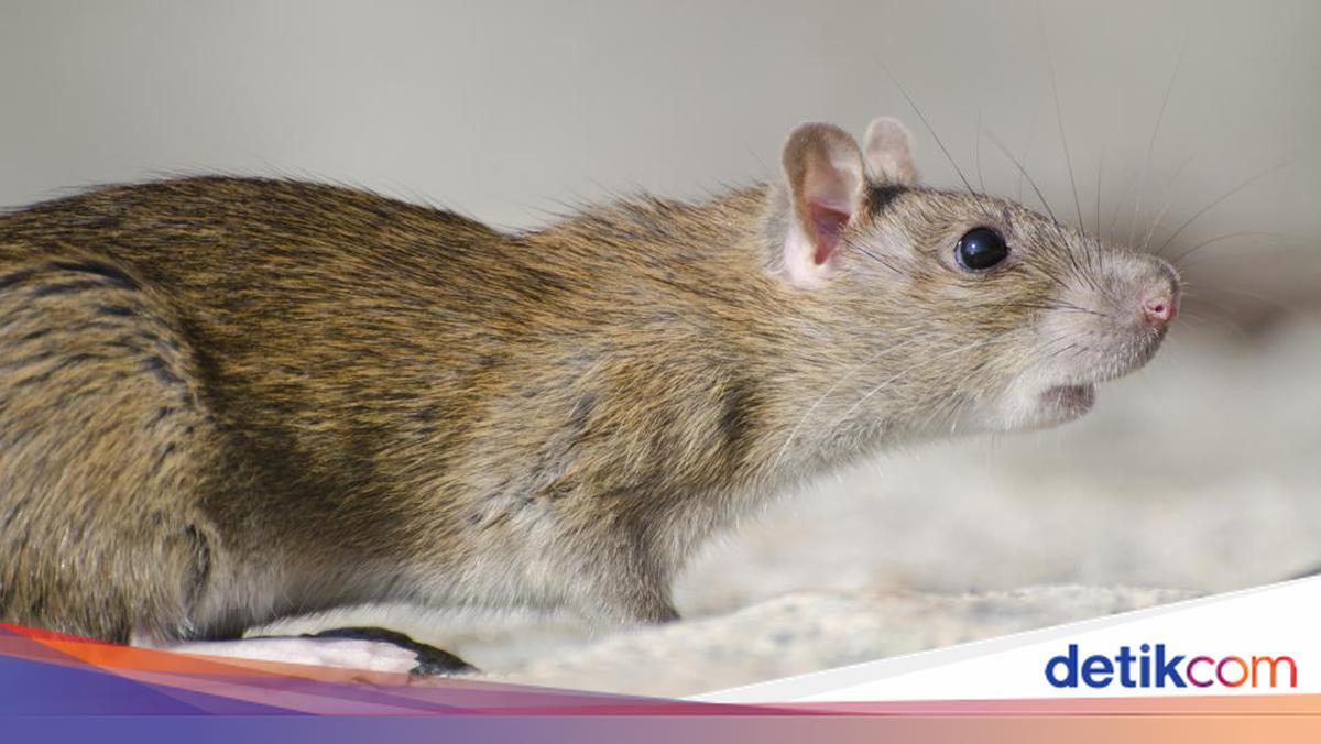 Cara Mengusir Tikus yang Merajalela di Plafon dan Atap Rumah