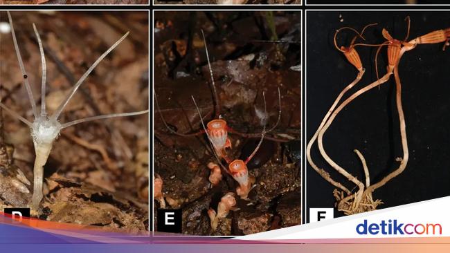 Spesies Tanaman Baru Ditemukan di Negara Tetangga RI, Terancam Punah!