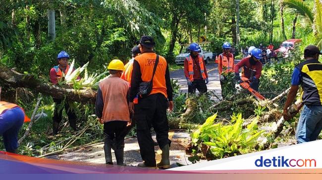 Dahan Pohon di Jalur Menuju Pura Besakih Dipangkas Jelang Upacara IBTK