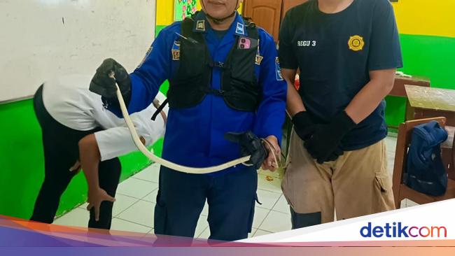 Bikin Panik Siswa Tasik, Ular Masuk ke Kelas di Hari Pertama Sekolah