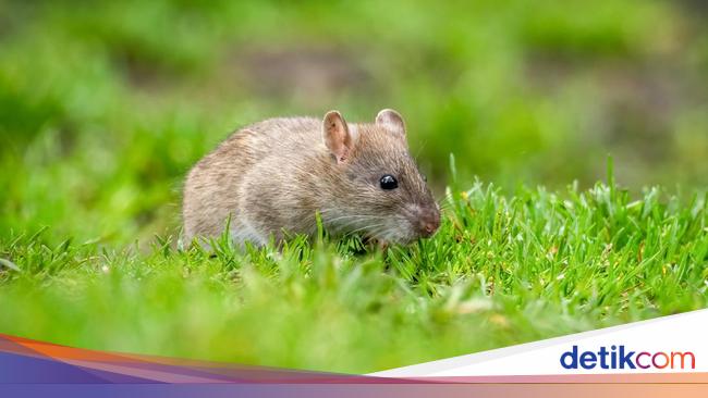 6 Perbedaan Tikus dan Curut yang Sering Ada di Rumah dan Cara Mengusirnya