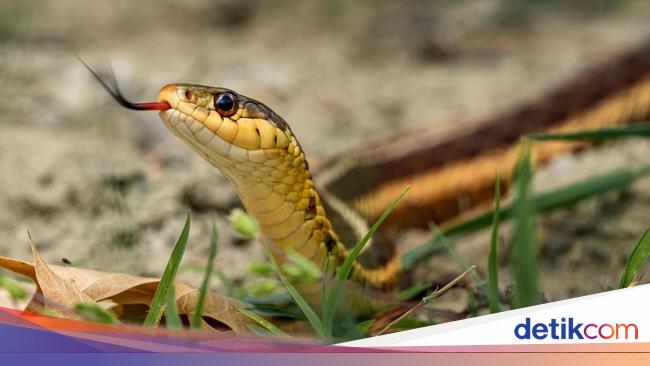 10 Cara Mencegah Ular Masuk Rumah Paling Ampuh, Bisa Pakai Sederet Hal Ini!