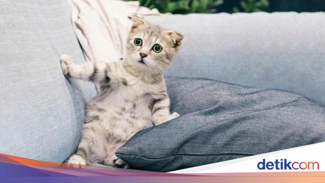 Benarkah Kucing Takut dengan Cangkang Telur? Ini Jawabannya