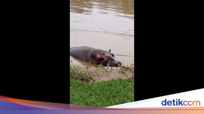 Sedih, Puluhan Kuda Nil Mati Mengambang di Kongo