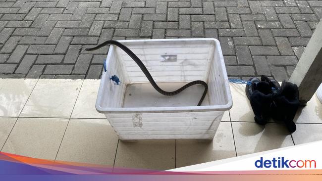 Bikin Kaget! Ular Jali Tetiba Nongol di Kelas Siswa SMP di Sleman