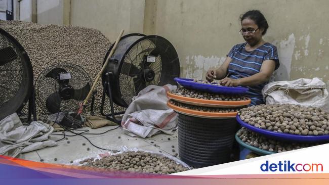 Biji Pala Ternate Diekspor ke Sejumlah Negara Asia