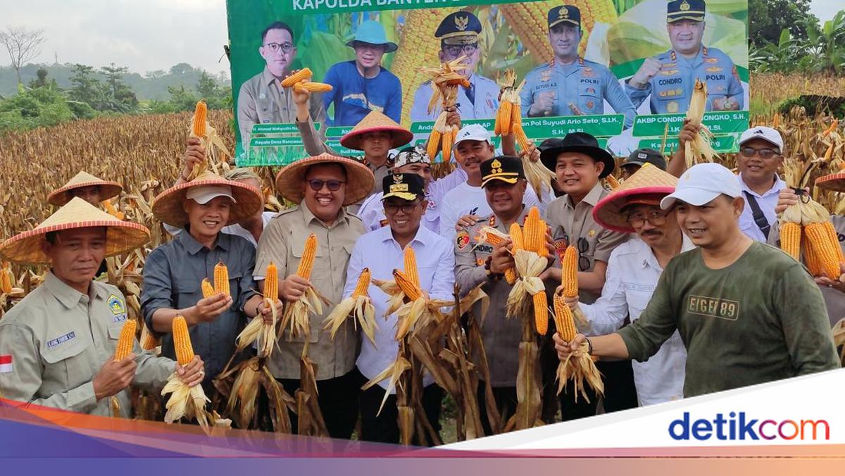 Gubernur Banten Andra Soni Panen Raya Jagung Petani Binaan Polres Serang