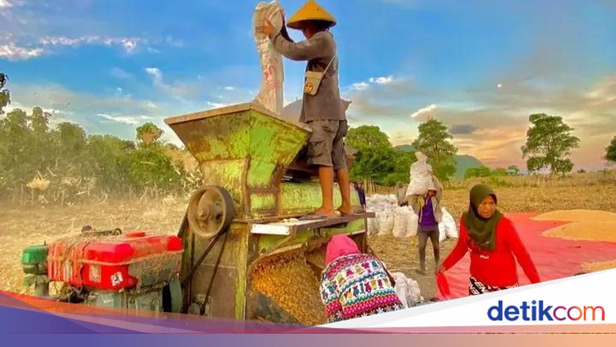 Harga Jagung Anjlok-Tak Terserap, Pemkab Bima Minta Bulog Tambah Gudang