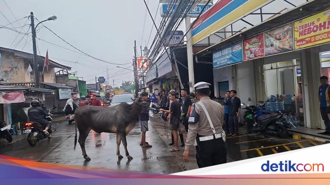 Sapi Lepas hingga Masuk Minimarket di Depok, Polisi Turun Tangan
