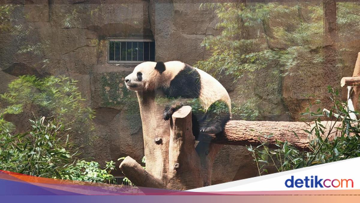 Kabar Baik, Populasi Panda Raksasa Naik Hampir 2 Kali Lipat di China