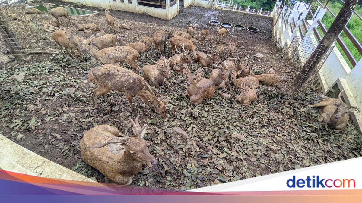 Melihat Penangkaran Rusa Timor yang Hampir Punah di Semarang