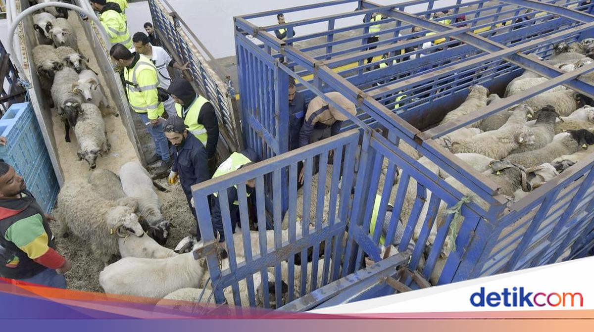 Aljazair Impor 15 Ribu Domba dari Rumania untuk Idul Adha
