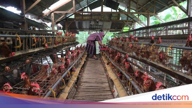 Cara Memulai Beternak Ayam di Rumah, Panduan Praktis untuk Pemula