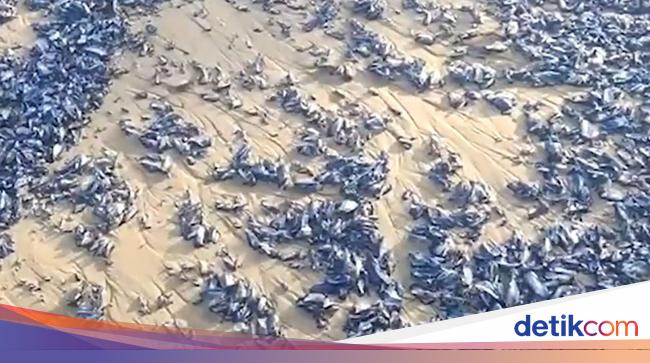 Ribuan Ubur-ubur Membusuk Ganggu Wisata di Ibiza