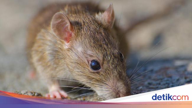 6 Tempat yang Disukai Tikus di Rumah, Kenali Lokasinya