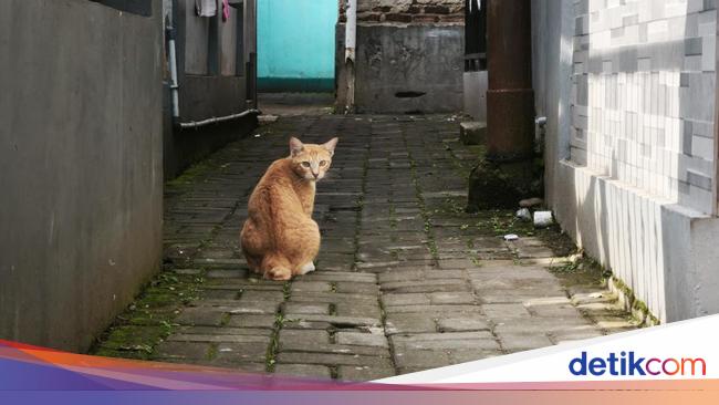 Curhat Warga Bandung Hadapi Overpopulasi Kucing: Kotorannya Ganggu