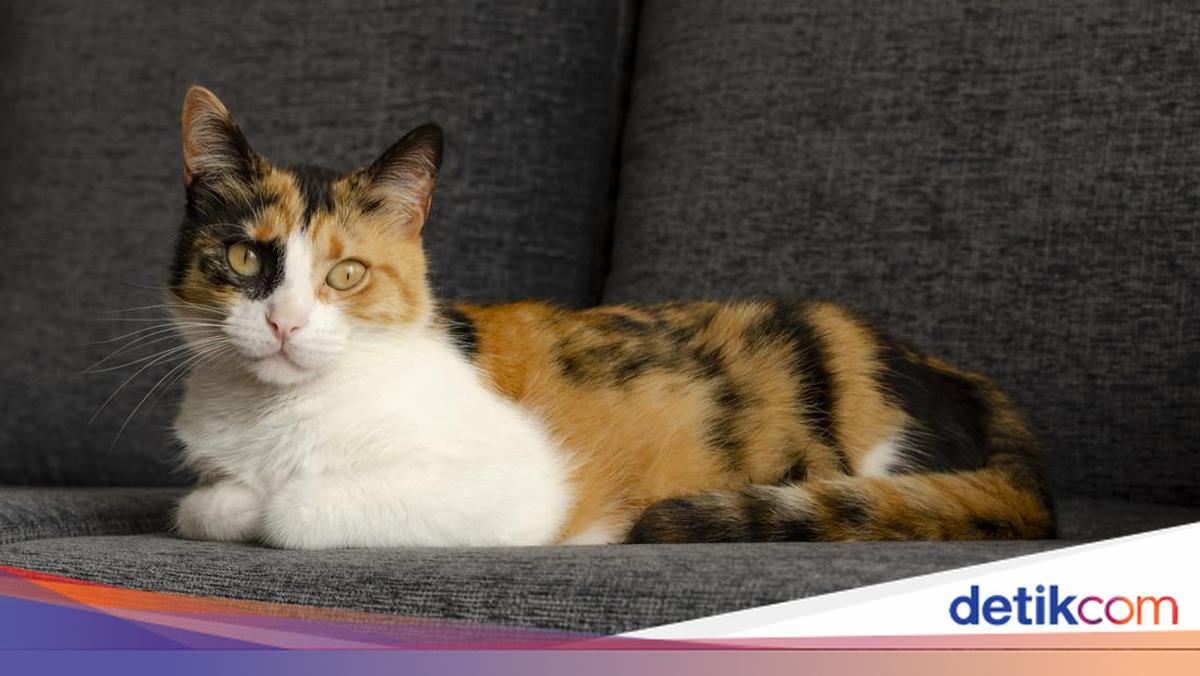 5 Fakta dan Mitos Kucing Kembang Telon yang Disebut Pembawa Rezeki