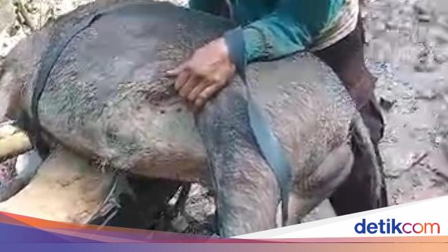 Pasutri Diseruduk Babi Hutan Saat Mandi Bareng