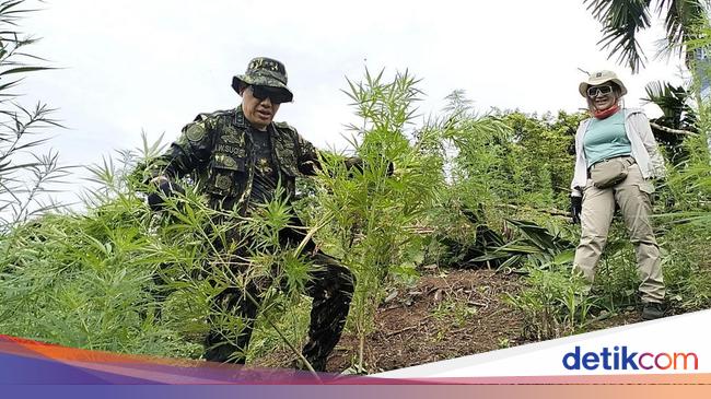 Perburuan Pemilik Kebun Pinang yang Ditanami 15 Ribu Batang Ganja di Aceh