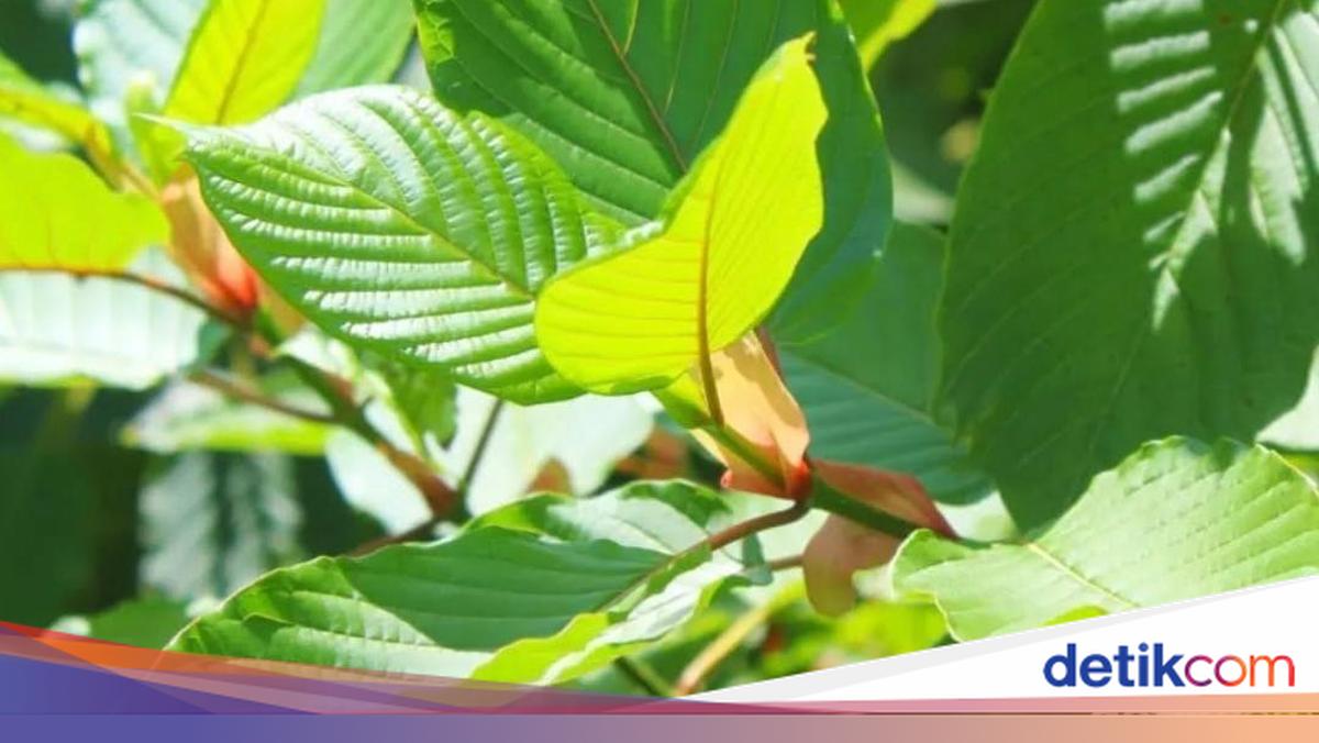 Kenapa Daun Berwarna Hijau? Ini Penjelasan Ilmiahnya