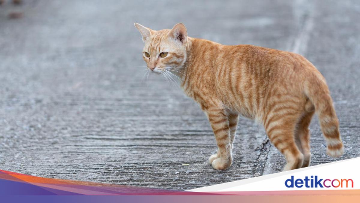 19 Cara Mengusir Kucing Liar yang Sering Berak dan Kencing Sembarangan