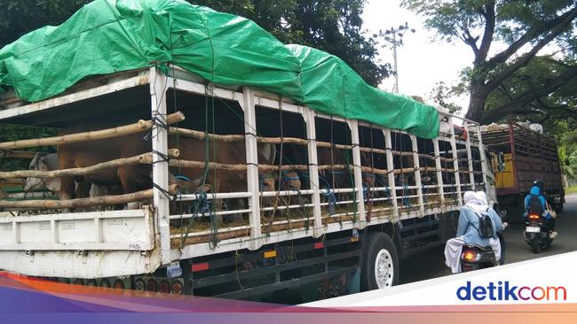 Dinas Pertanian Bali Terbitkan Surat Izin Melintas untuk Truk Sapi dari NTB