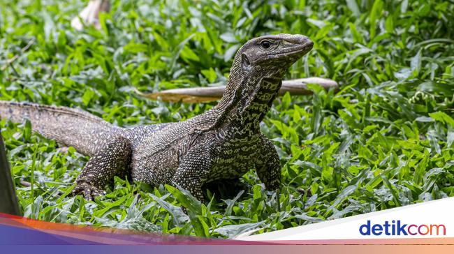 Hukum Memakan Biawak dalam Islam, Apakah Halal atau Haram?