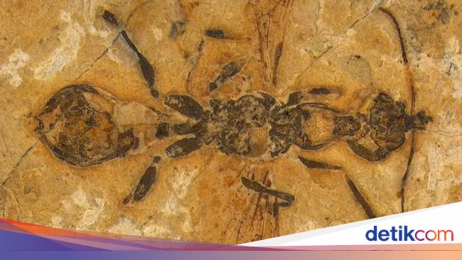 Fosil Semut Neraka Berusia 113 Tahun Ditemukan, Ini Penampakannya