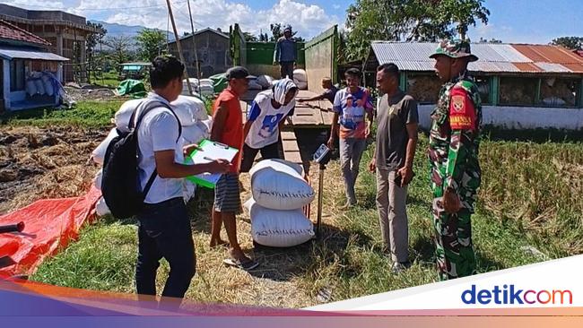 Serapan Gabah Bulog di Bima-Dompu Tembus 18 Ribu Ton