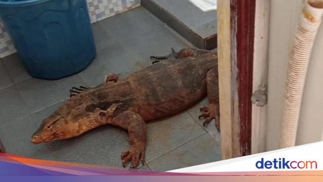 Biawak Raksasa Masuk Rumah di Depok, Tak Terbayang Betapa Kagetnya Warga