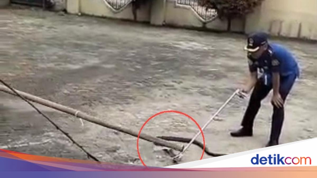 Hii! King Cobra 2,5 Meter Keciduk Makan Ular Piton di Belakang Rumah Warga