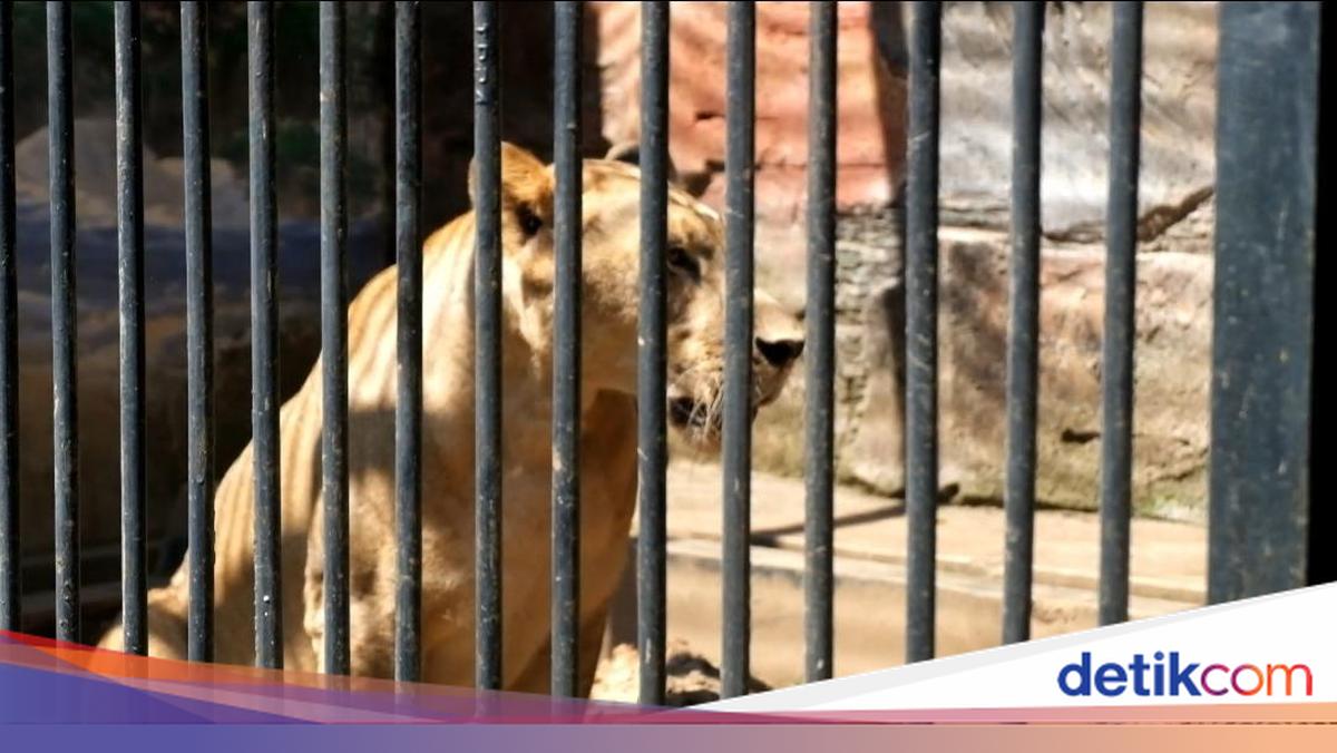 Kabar Baik, Jane Singa Betina di TWSL Probolinggo Bunting