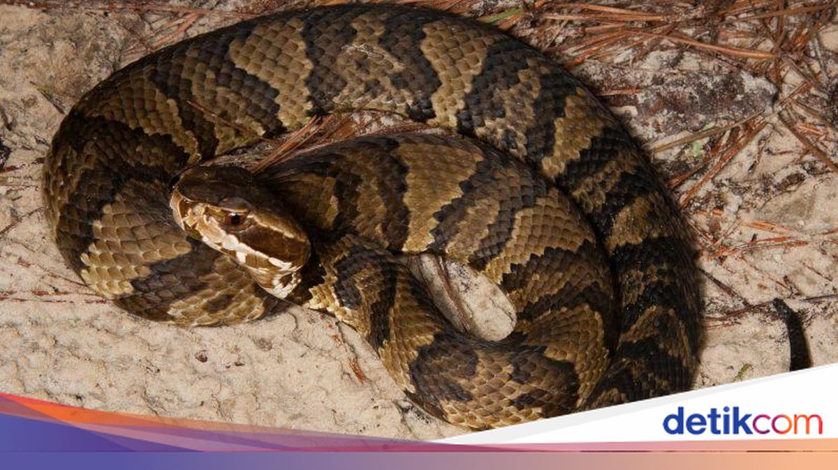 Waspada! Ini 10 Tempat yang Sering Jadi Sarang Ular di Rumah