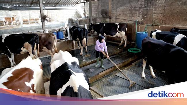 Melihat Produksi Susu di Pabrik Kejayan yang Ramah Lingkungan
