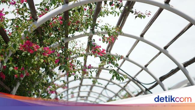 Mudah! Ini Tips Menanam dan Merawat Tanaman Rambat agar Terlihat Lebat